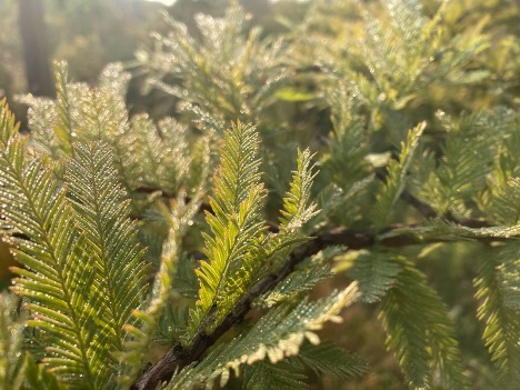 Family Dashboard | Ada Christian School